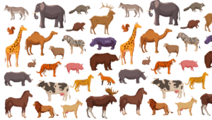 Animals Lesson Plans - ESL Brains