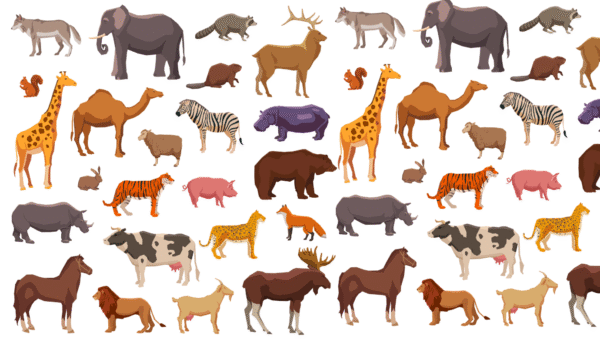 Animals Lesson Plans - ESL Brains